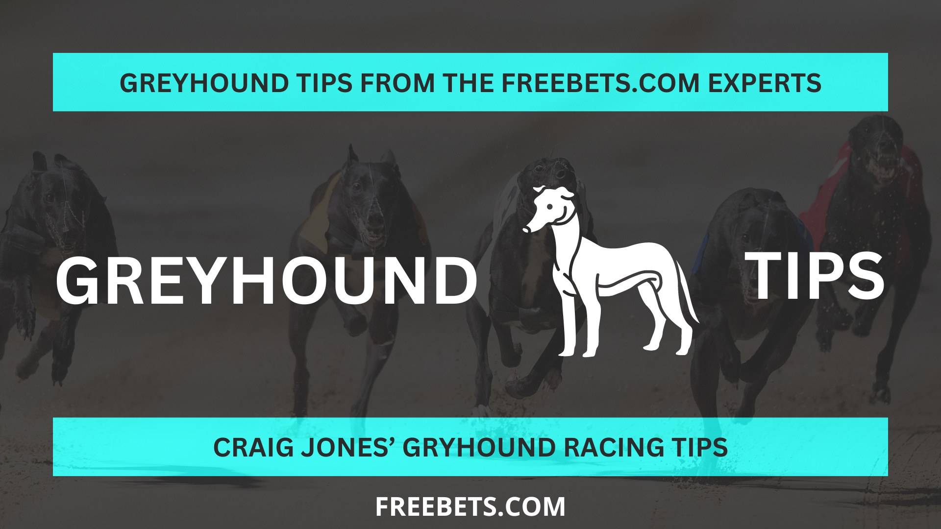 Greyhound Tips & Daily Predictions